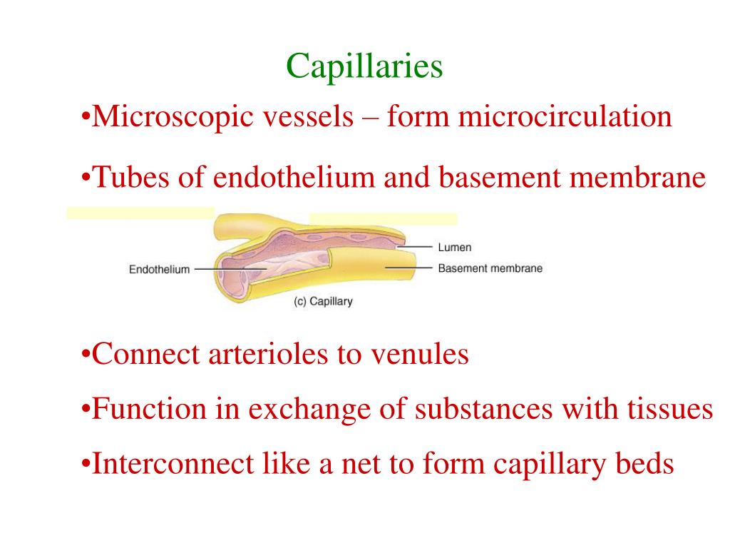 PPT - Chapter 21 The Cardiovascular System: Blood Vessels and ...