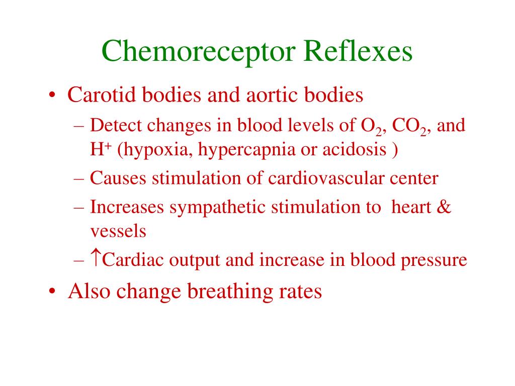 PPT - Chapter 21 The Cardiovascular System: Blood Vessels and ...