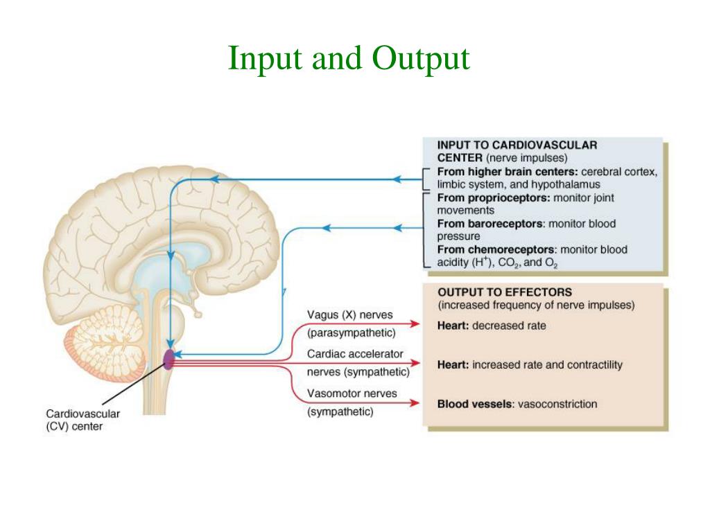 PPT - Chapter 21 The Cardiovascular System: Blood Vessels and ...