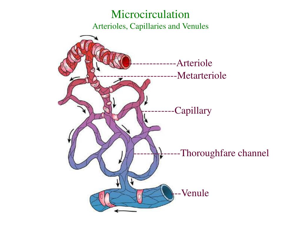 PPT - Chapter 21 The Cardiovascular System: Blood Vessels and ...