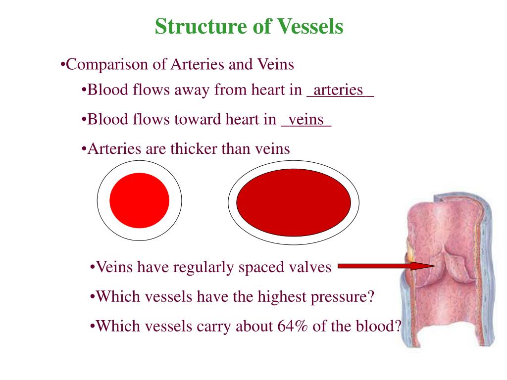 PPT - Chapter 21 The Cardiovascular System: Blood Vessels and ...