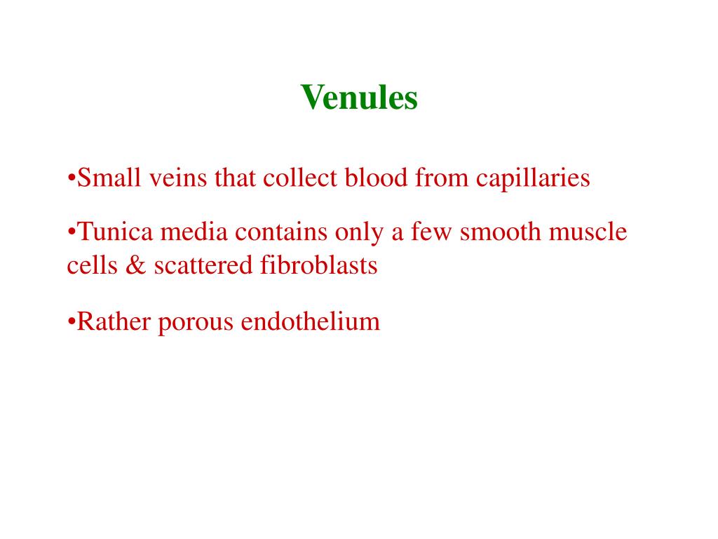 PPT - Chapter 21 The Cardiovascular System: Blood Vessels and ...