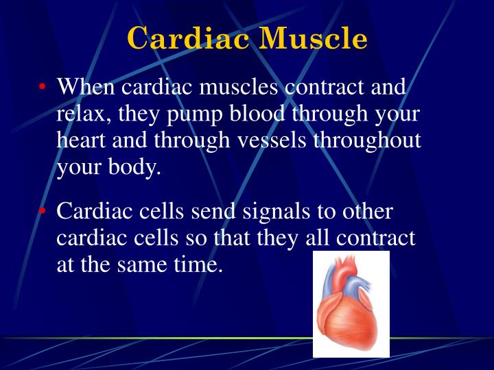 PPT - THE MUSCULAR SYSTEM PowerPoint Presentation - ID:3102019