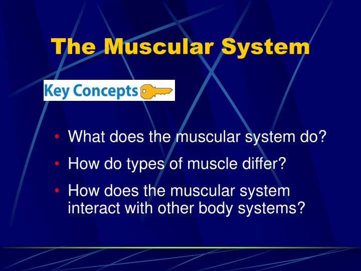 PPT - THE MUSCULAR SYSTEM PowerPoint Presentation - ID:3102019