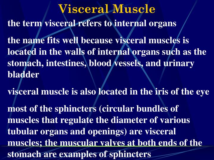 PPT - THE MUSCULAR SYSTEM PowerPoint Presentation - ID:3102019