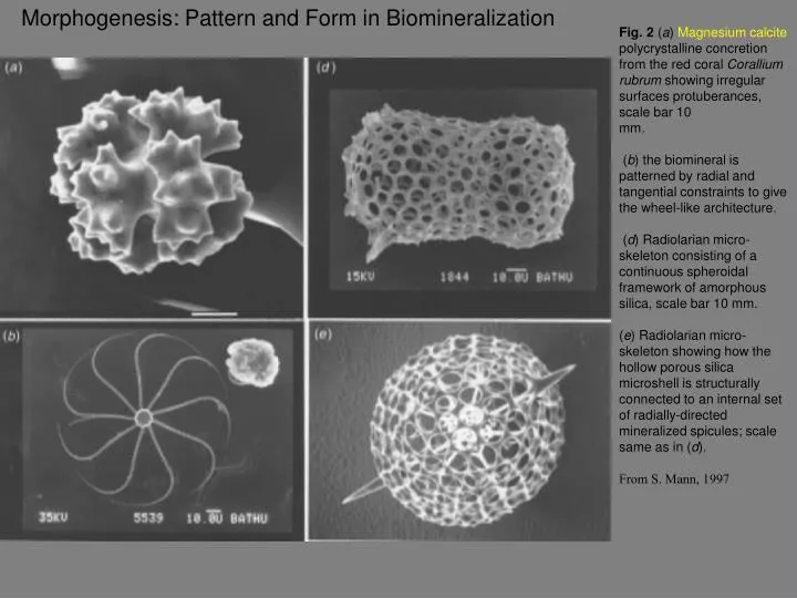 PPT - Morphogenesis: Pattern and Form in Biomineralization PowerPoint ...
