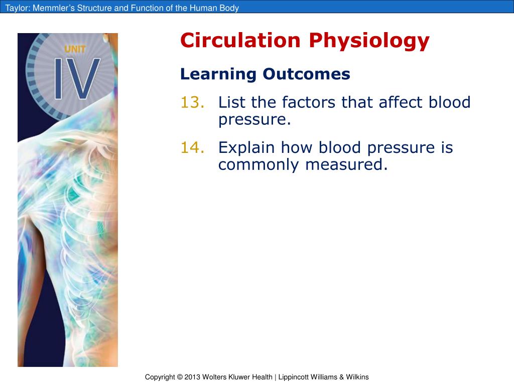 PPT - Chapter 14: Blood Vessels and Blood Circulation PowerPoint ...