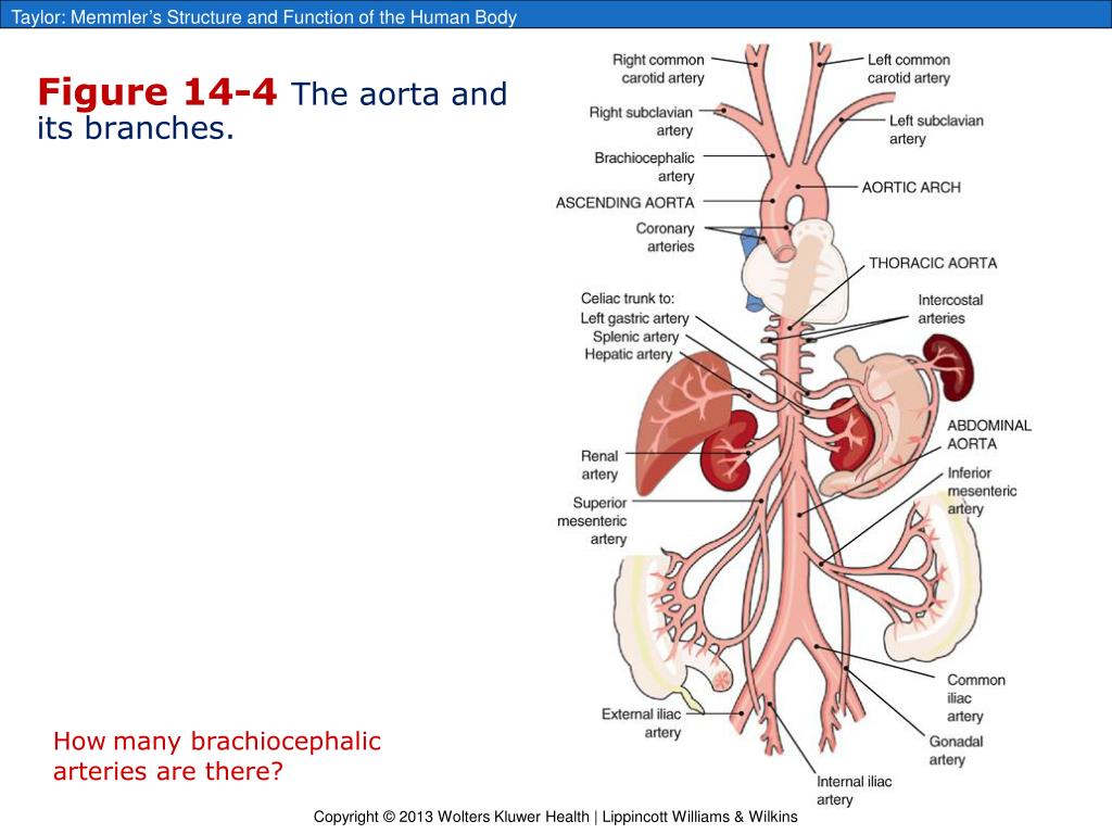 PPT - Chapter 14: Blood Vessels and Blood Circulation PowerPoint ...