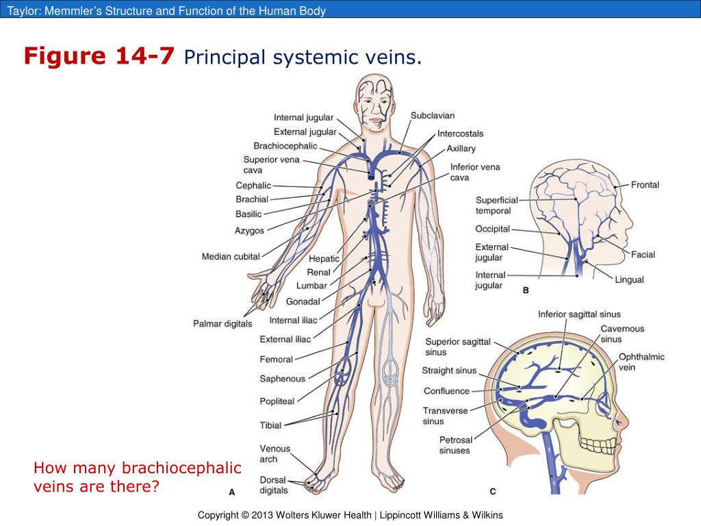 PPT - Chapter 14: Blood Vessels and Blood Circulation PowerPoint ...