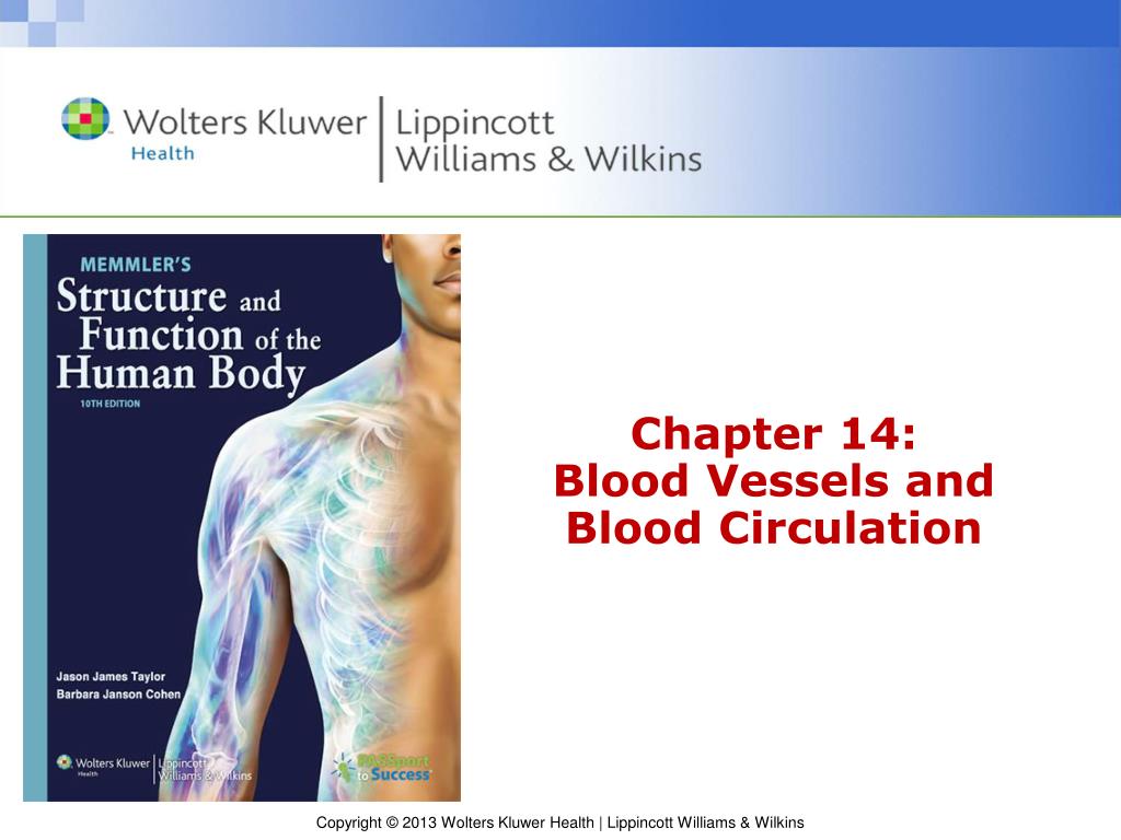 Ppt Chapter 14 Blood Vessels And Blood Circulation Powerpoint