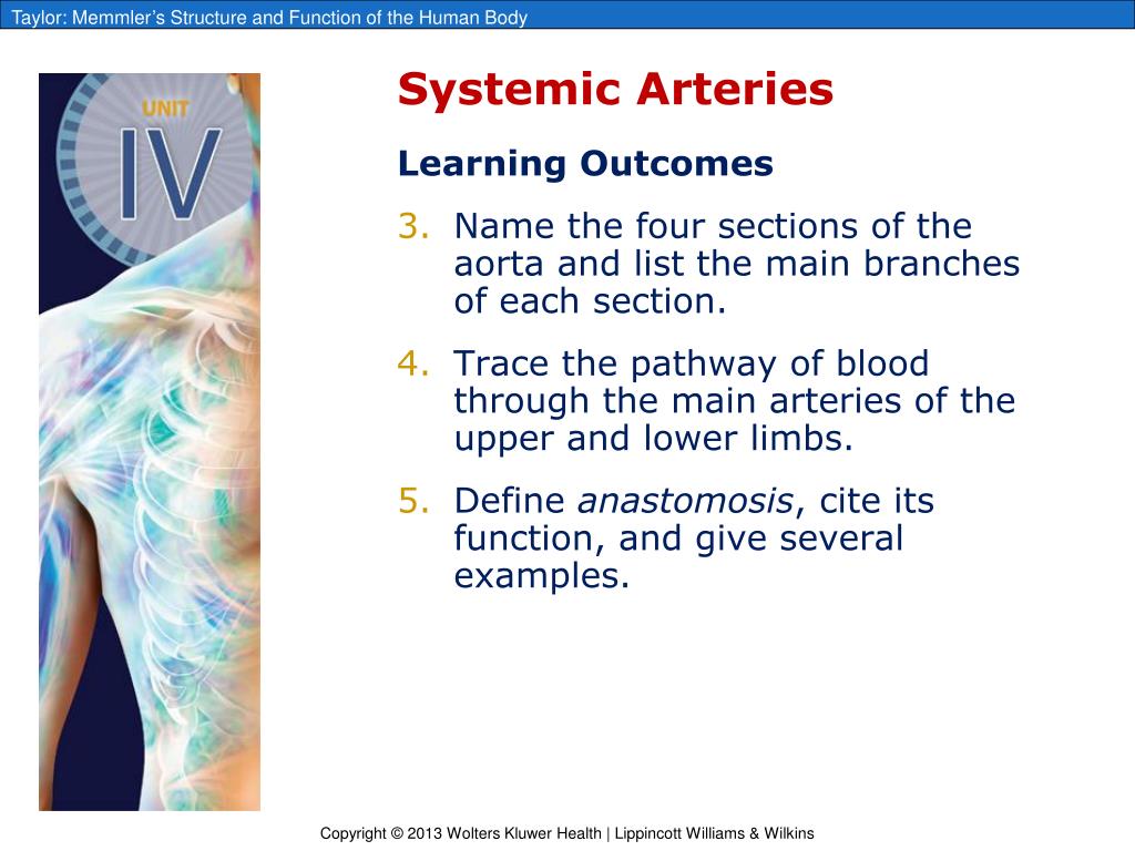 PPT - Chapter 14: Blood Vessels and Blood Circulation PowerPoint ...
