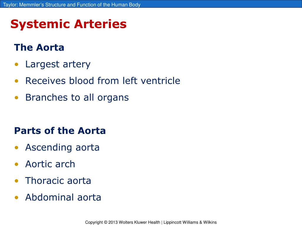 PPT - Chapter 14: Blood Vessels and Blood Circulation PowerPoint ...