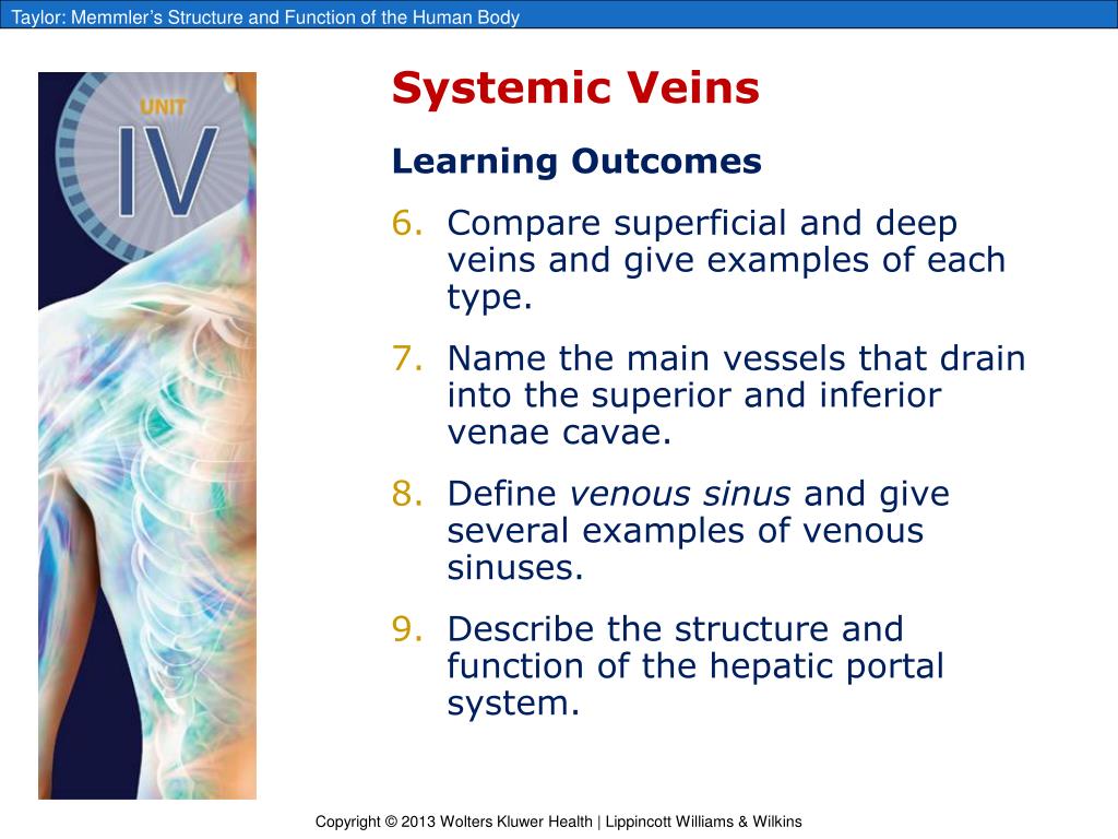 PPT - Chapter 14: Blood Vessels and Blood Circulation PowerPoint ...