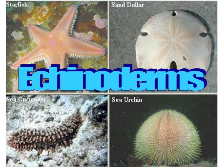 PPT - Echinoderms PowerPoint Presentation, free download - ID:3102037