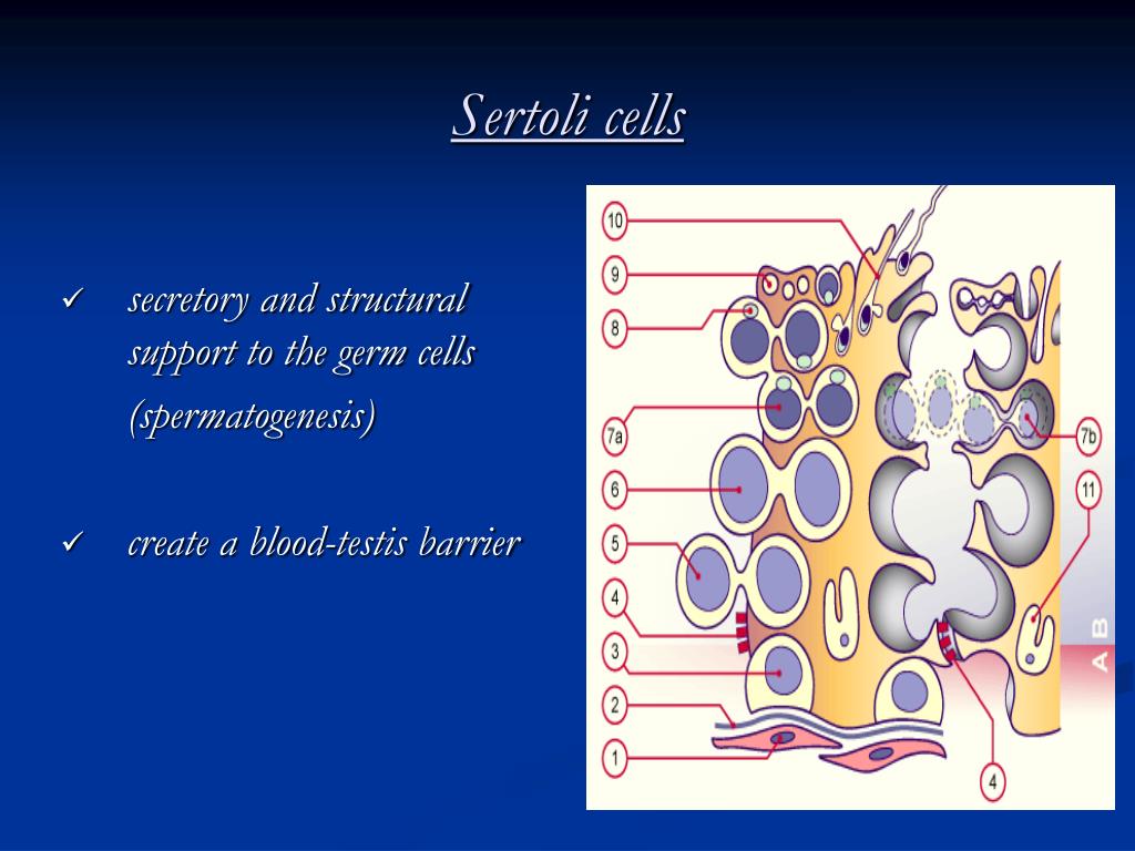 PPT - Male reproductive system Anatomy and physiology PowerPoint ...
