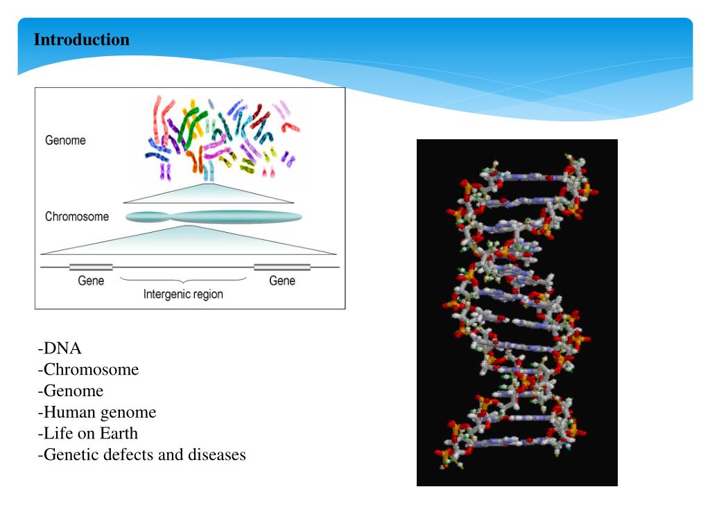 PPT - The Human Genome Project: Effects on Human Health PowerPoint ...