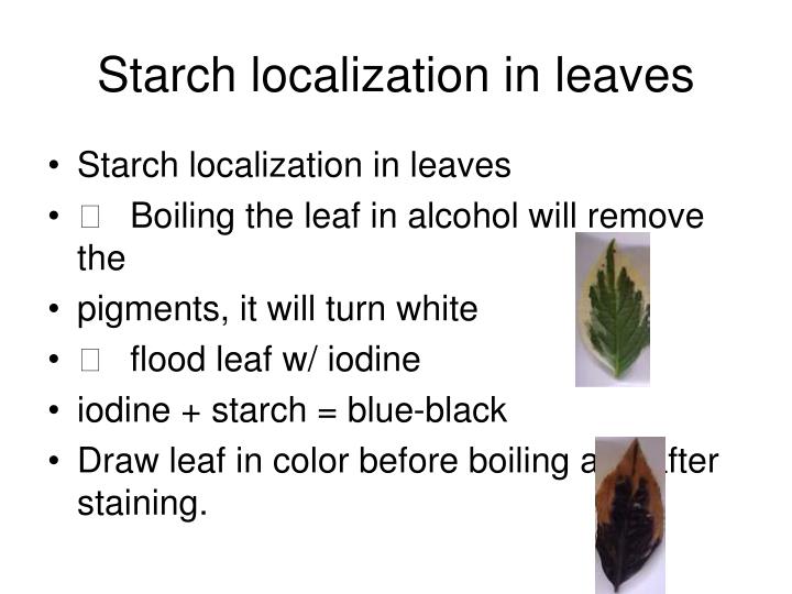 PPT - Photosynthesis PowerPoint Presentation - ID:3102753