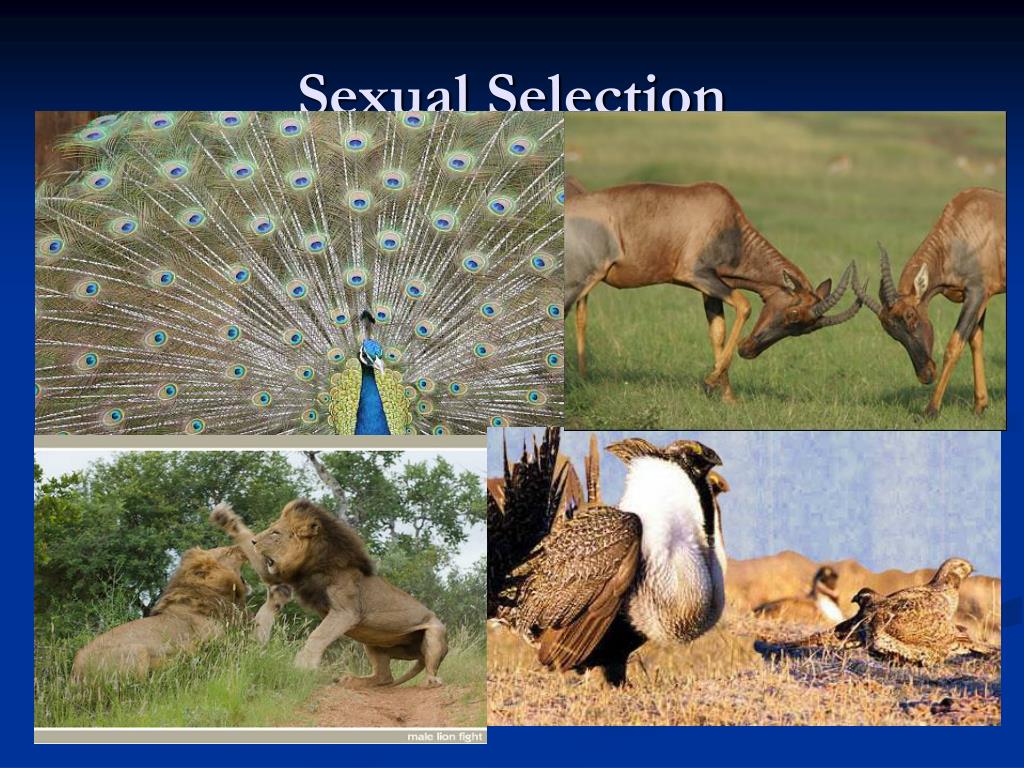 Ppt Selection Pressure And Speciation Powerpoint Presentation Free