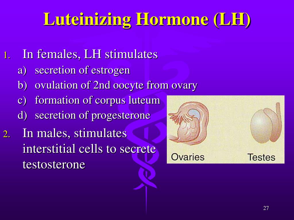Ppt General Functions Of Hormones Figure 11 2 Page 278 Powerpoint