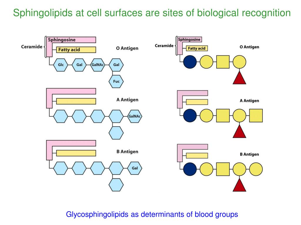 PPT - Chemistry 501 Handout 10 Lipids Chapter 10 PowerPoint ... PPT - Chemistry 501 Handout 10 Lipids Chapter 10 PowerPoint ...