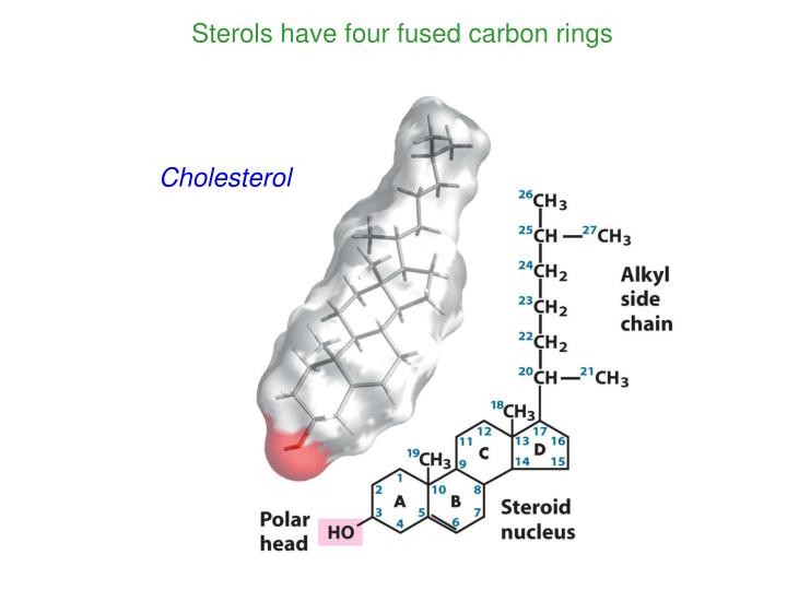 PPT - Chemistry 501 Handout 10 Lipids Chapter 10 PowerPoint ...