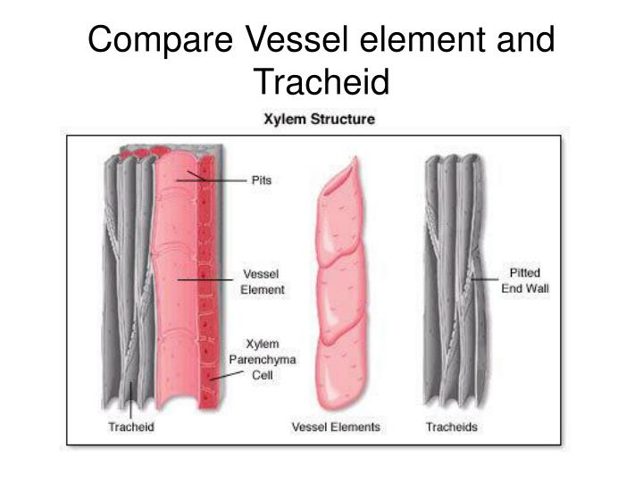 PPT - 23.1 Specialized Tissues in Plants PowerPoint Presentation - ID:3102975