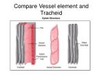 PPT - 23.1 Specialized Tissues in Plants PowerPoint Presentation - ID:3102975