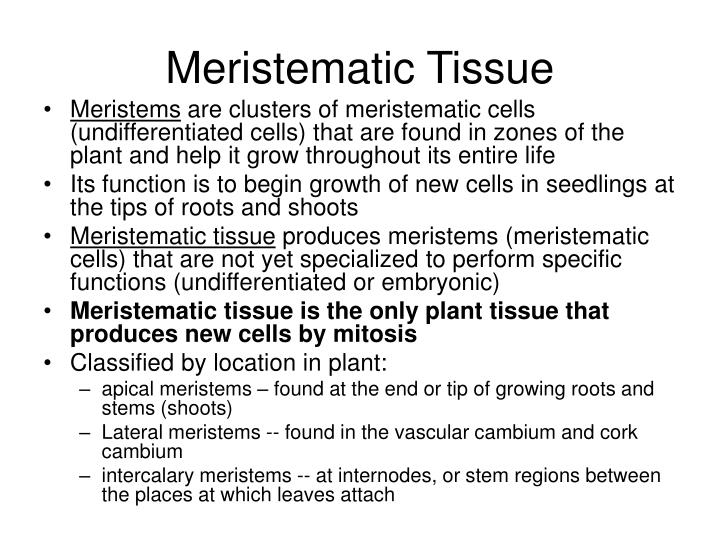 PPT - 23.1 Specialized Tissues in Plants PowerPoint Presentation - ID ...