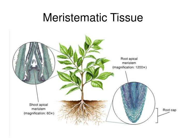PPT - 23.1 Specialized Tissues in Plants PowerPoint Presentation - ID ...