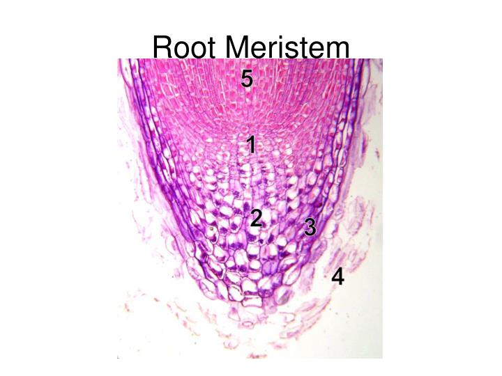 PPT - 23.1 Specialized Tissues in Plants PowerPoint Presentation - ID ...