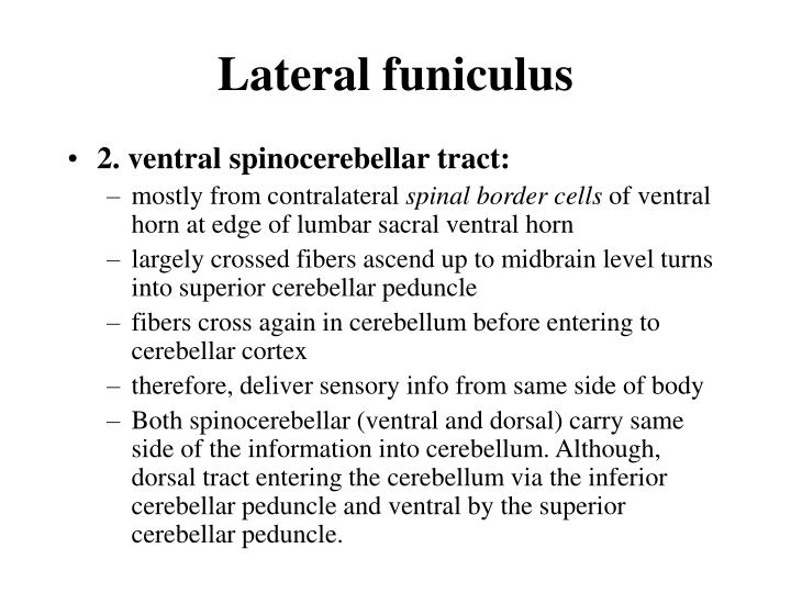 PPT - Internal Structure of Spinal Cord PowerPoint Presentation - ID ...