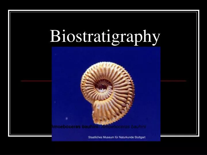 PPT - Biostratigraphy PowerPoint Presentation, free download - ID:3103609
