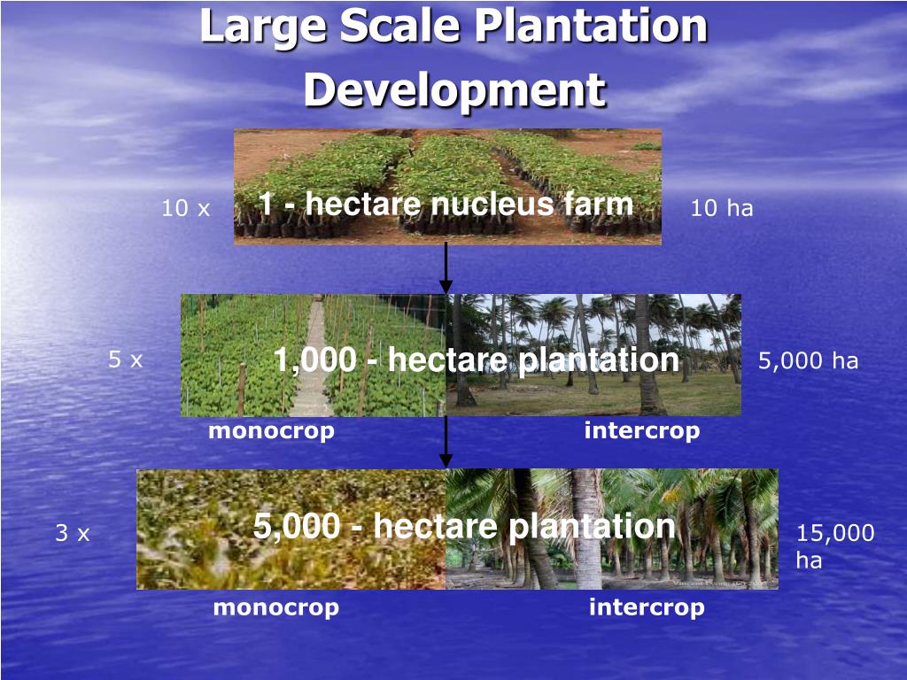 PPT - Development of Bio-Diesel Industry in the Philippines PowerPoint ...