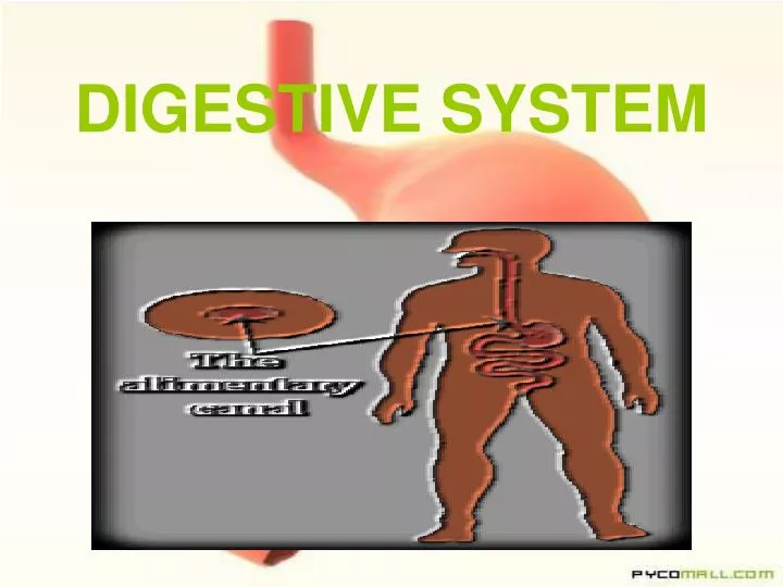 PPT - DIGESTIVE SYSTEM PowerPoint Presentation, free download - ID:3104425