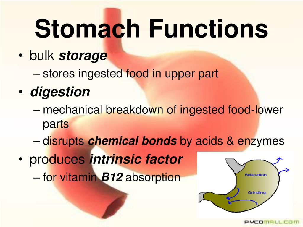 Role Of Stomach In Digestion Of Human Class 10 Science Youtube Role Of Stomach In Digestion Of Human Class 10 Science Youtube