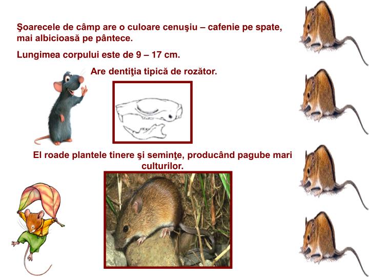 PPT - ANIMALE DE PE OGOARE PowerPoint Presentation - ID:3104498
