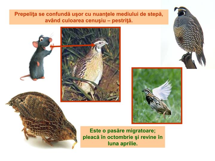 PPT - ANIMALE DE PE OGOARE PowerPoint Presentation - ID:3104498