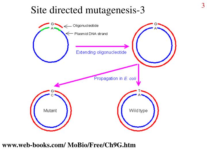 PPT - Site-directed mutagenesis PowerPoint Presentation - ID:3104525