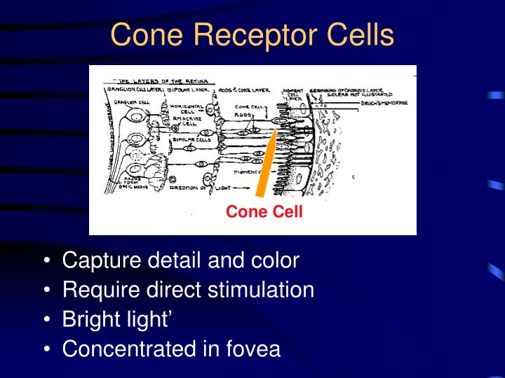 PPT - Anatomy/Neuro-Anatomy of the Visual System PowerPoint ...