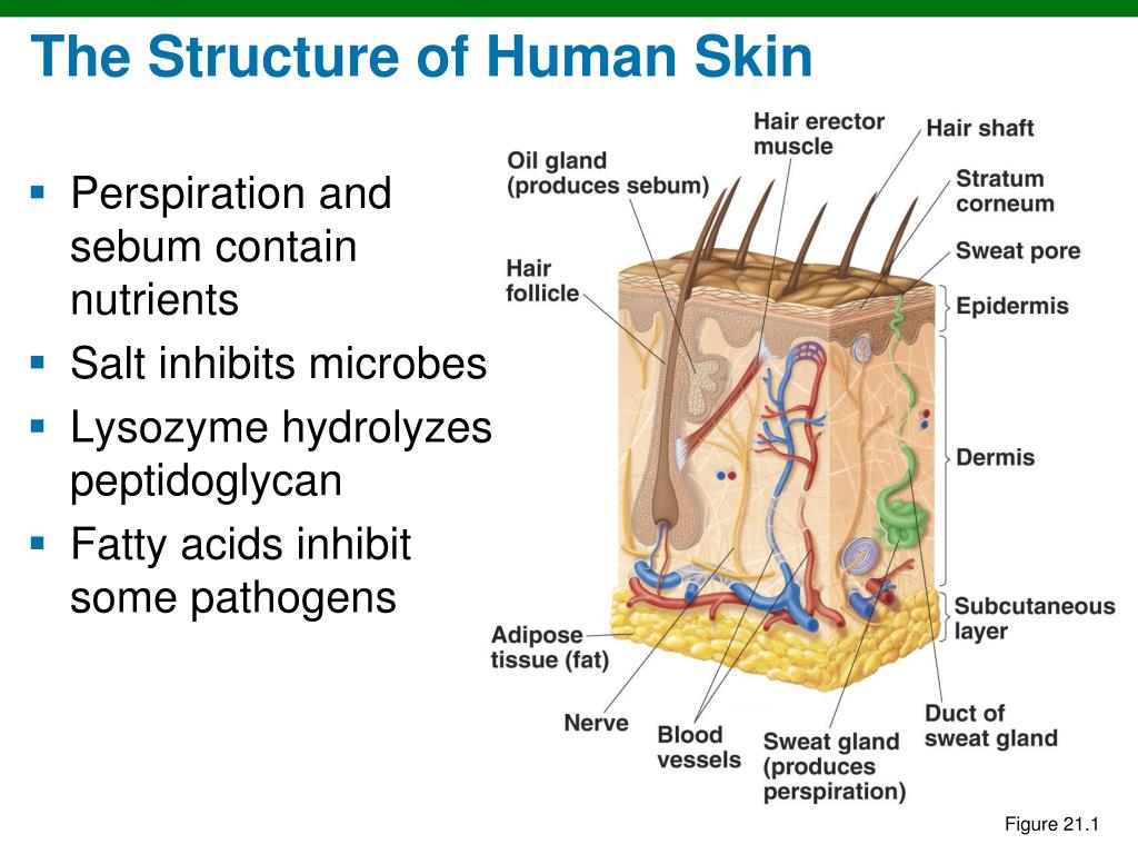 Skin Structure And Function The Human Epidermis Evolves Skin Structure And Function The Human Epidermis Evolves