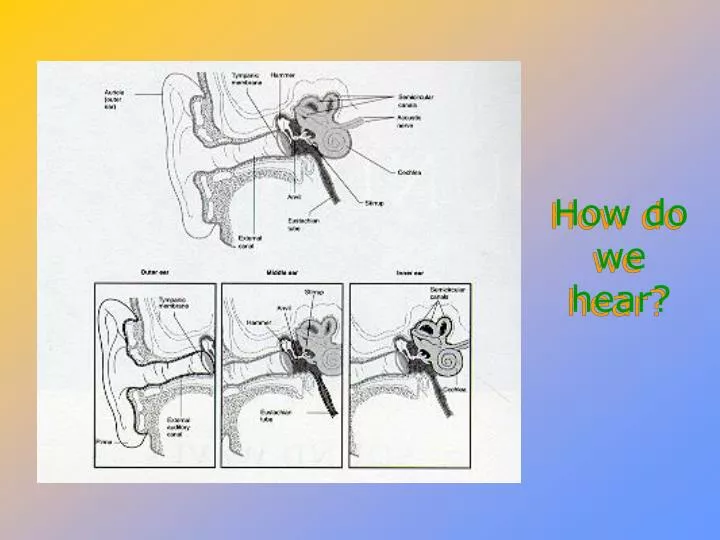 PPT - How do we hear? PowerPoint Presentation, free download - ID:3105462