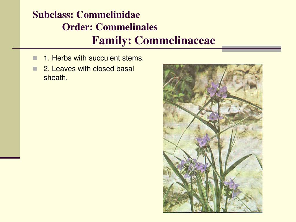 PPT - Subclass: Asteridae Order: Scrophulariales Family: Bignoniaceae ...