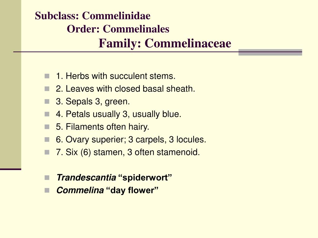 PPT - Subclass: Asteridae Order: Scrophulariales Family: Bignoniaceae ...
