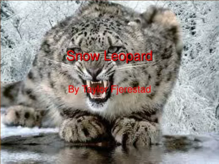 PPT - Snow Leopard PowerPoint Presentation, free download - ID:3106765