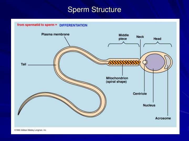 PPT - Unit II Reproduction and Development PowerPoint Presentation - ID ...