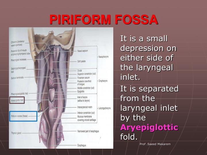 PPT - PHARYNX PowerPoint Presentation - ID:3107380