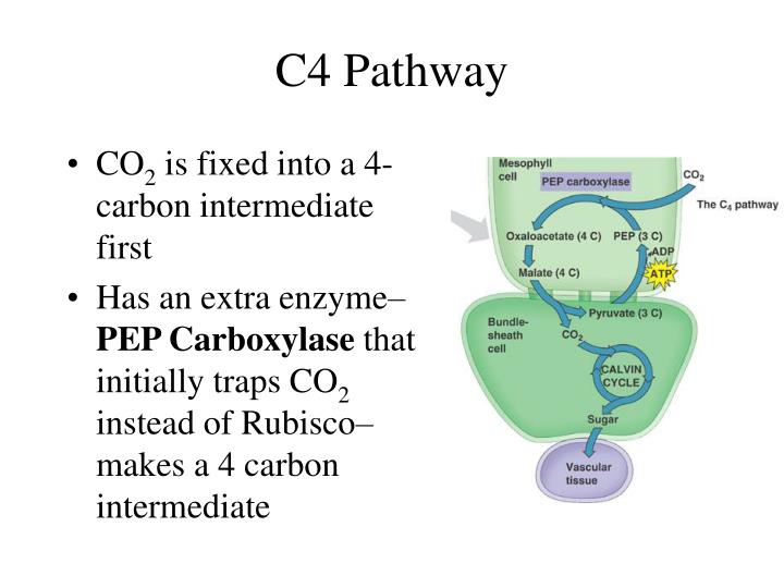 PPT - C4 Photosynthesis PowerPoint Presentation - ID:3107488