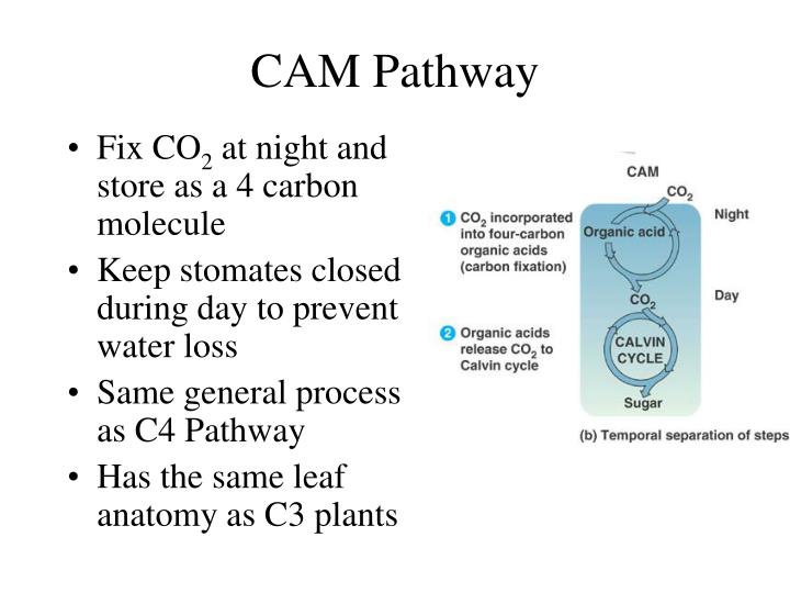 PPT - C4 Photosynthesis PowerPoint Presentation - ID:3107488