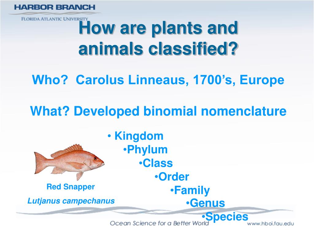 PPT - Biology of Cultured Fish PowerPoint Presentation, free download ...