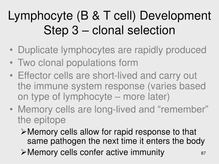 PPT - Lecture #12 – Animal Immune Systems PowerPoint Presentation - ID ...